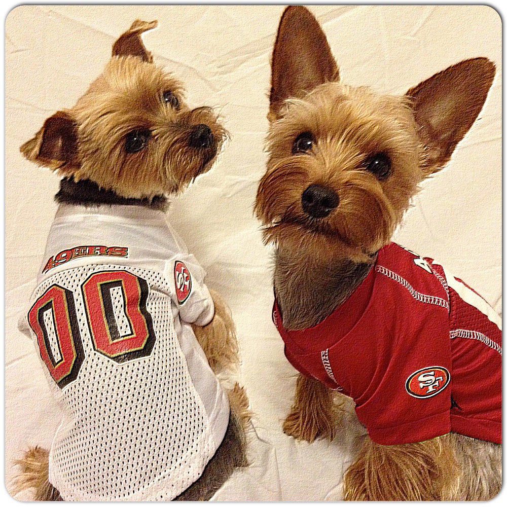 Wandering Chewy: Super Bowl is super doggity good!