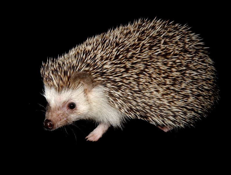 EATLEMANIA!: African Pygmy Hedgehog (Four-Toed Hedgehog)