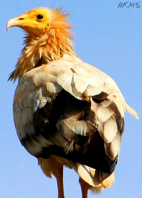 23. Egyptian vulture (ಬಿಳಿ ರಣಹದ್ದು - Bili Ranahaddu)