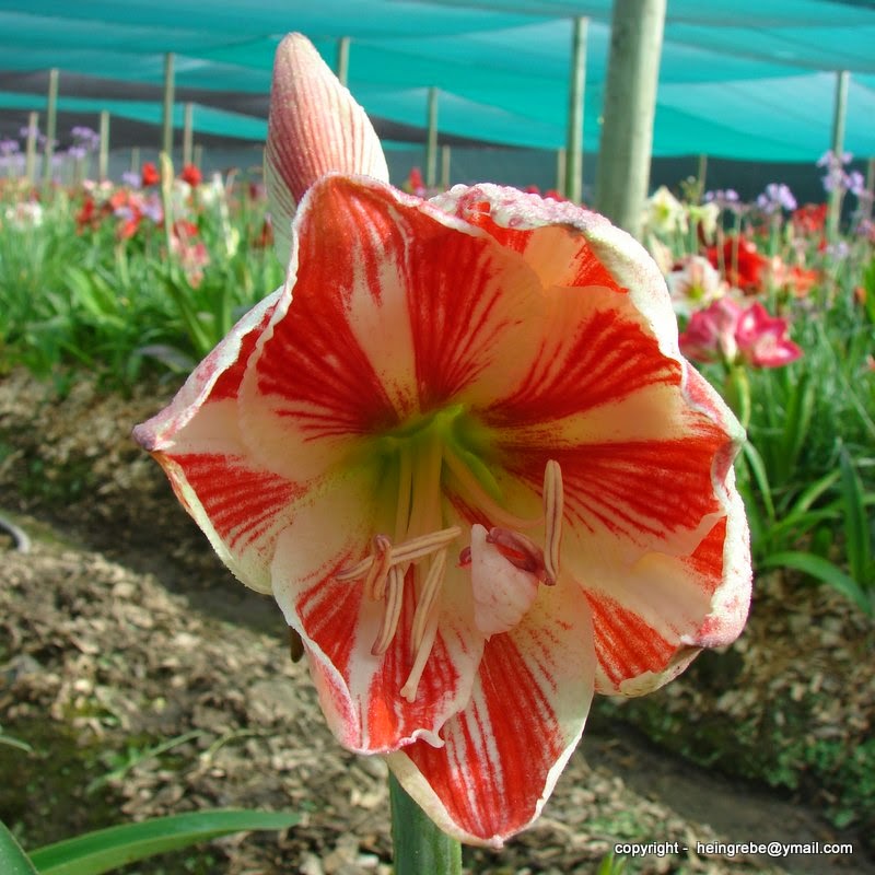 Sharing flower bulb information: Hippeastrum Hybrid Breeding Program ...
