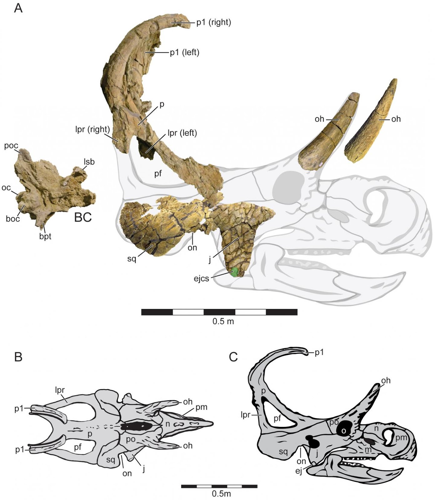 Species New to Science: [Paleontology • 2016] Machairoceratops cronusi ...