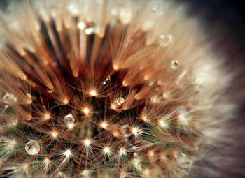 best photos 2 share: texture Gallery: Nature, Flowers, and Plants