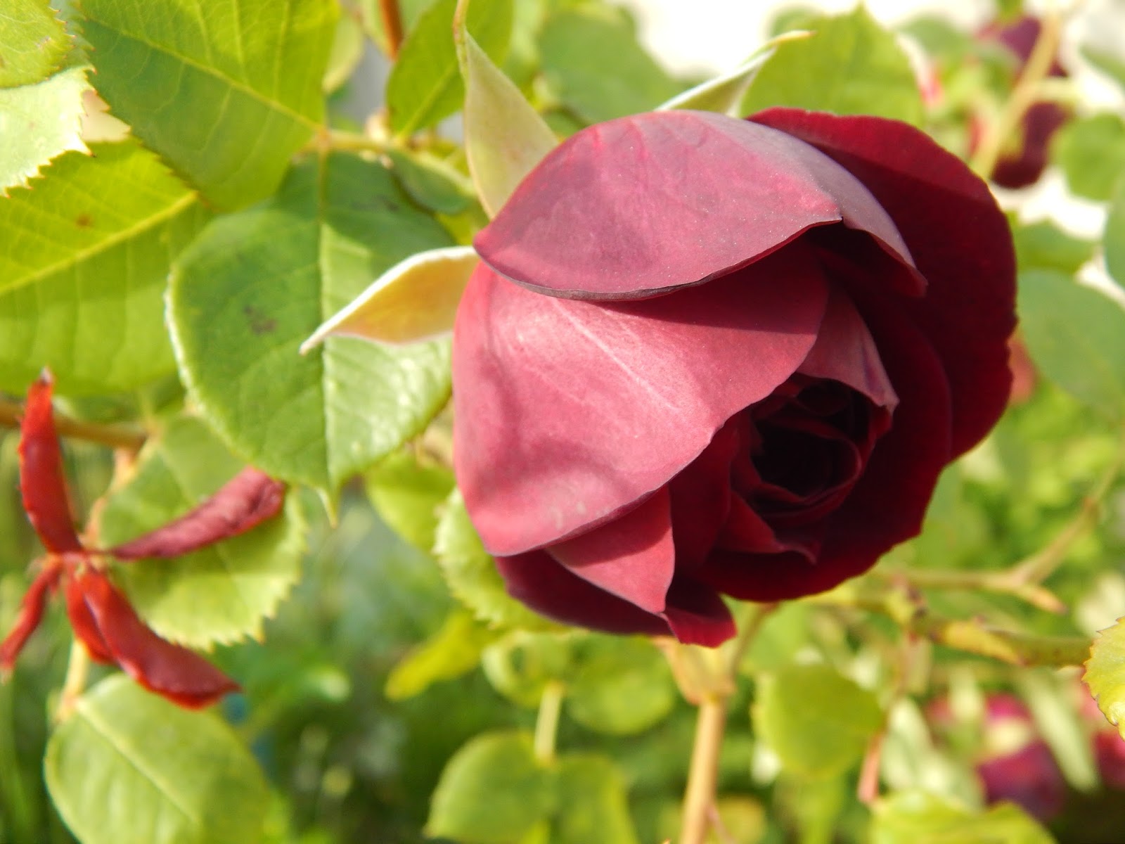 Beautés Florales : Rosiers de couleur pourpre