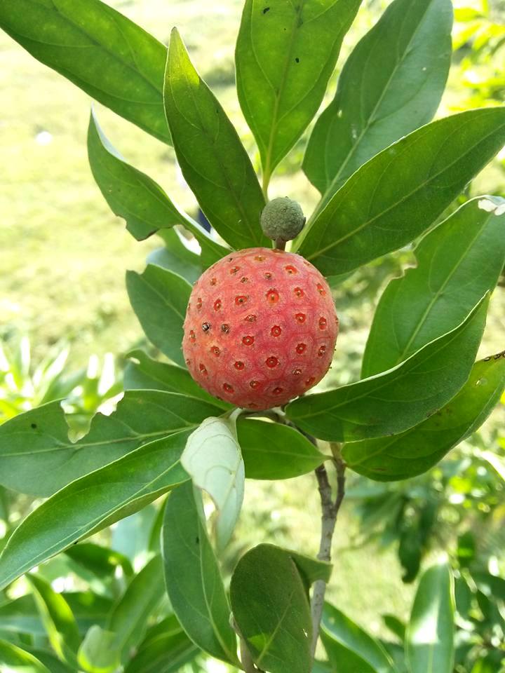 Plants & Environment: HIMALAYAN STRAWBERRY TREE: Cornus capitata