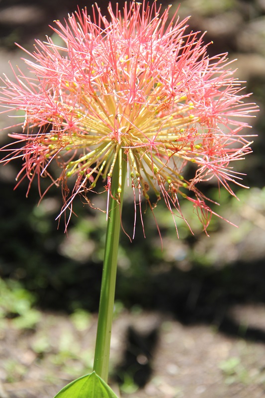 Pakar Tanaman Hias: Bunga Jarum (Scadoxus multiflorus)