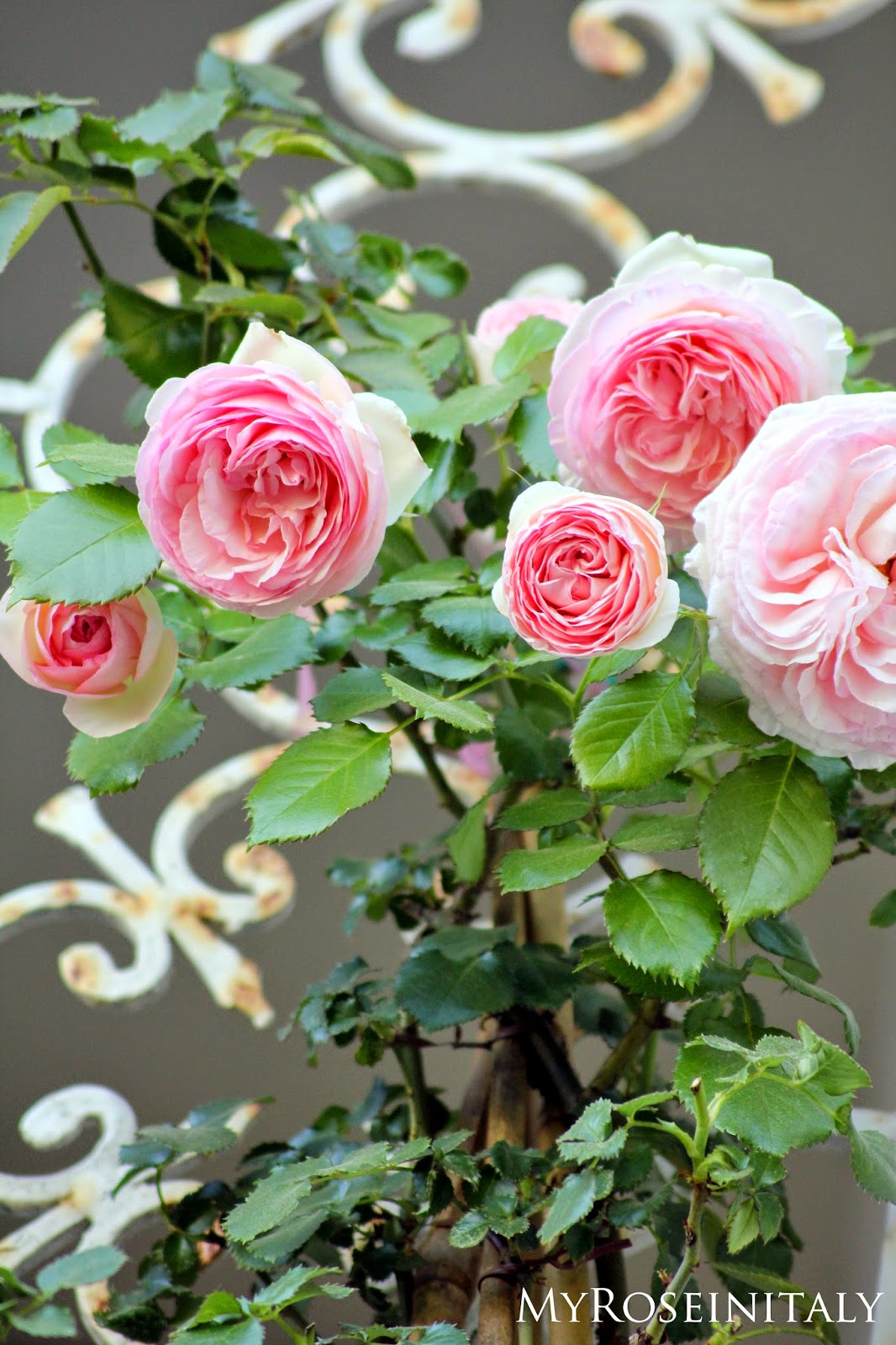 My RoseinItaly: Roseto in terrazzo