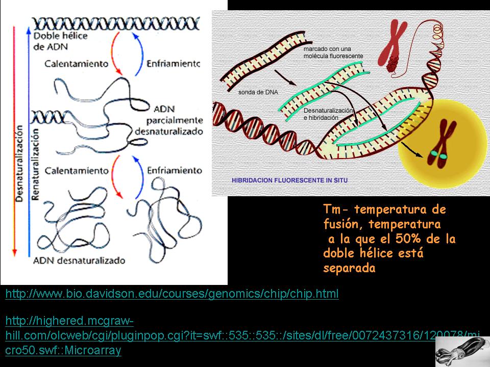 ...y la vida evolucionó: PROPIEDADES ADN-6/8