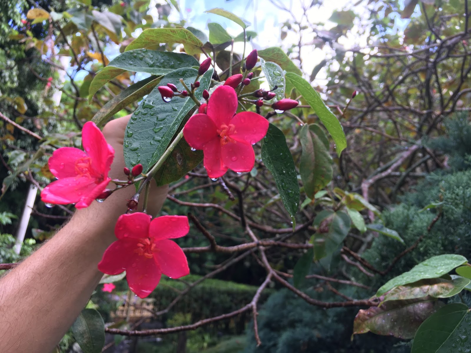 Jatropha integerrima (Peregrina)