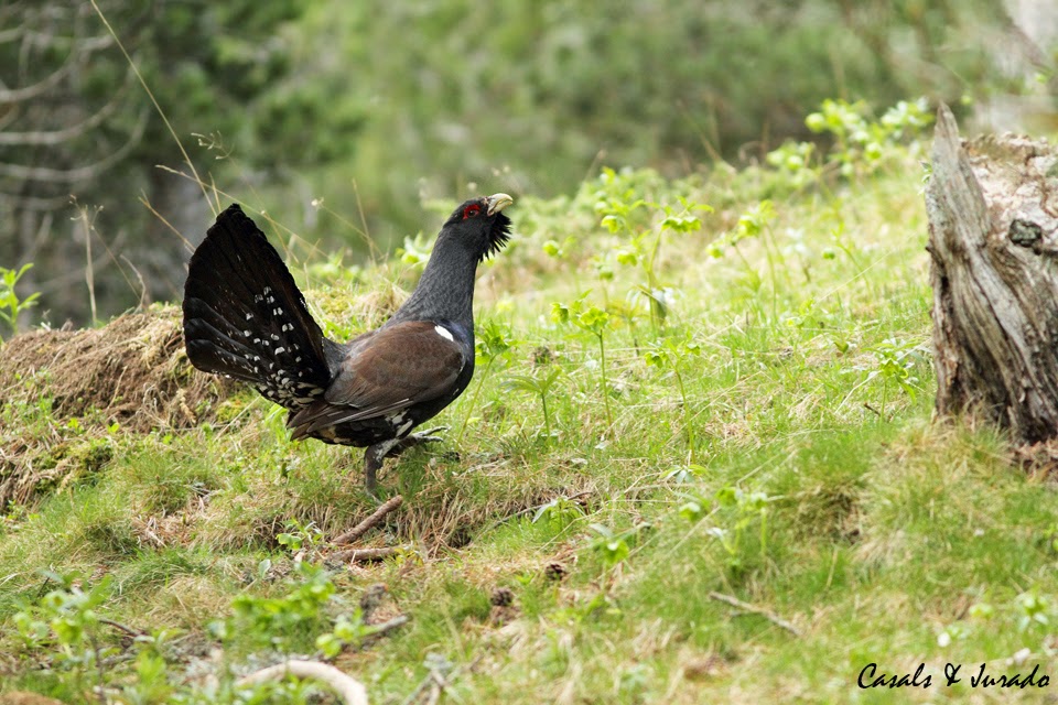 CRÒNIQUES NATURALISTES: FOTOS D'ALTRES GRUPS D'AUS