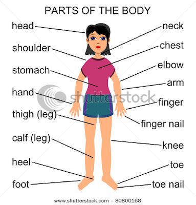 Learning Science is Fun: Ourselves - The Parts Of The Body