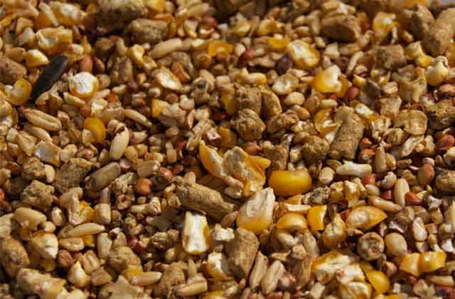 Indian Parrot Nose Asil Birds Lovers : மண் புழு உரம் தயாரிப்பு ...