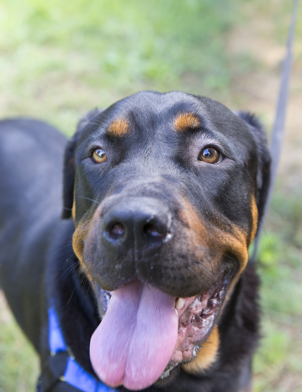 Shelter Dogs of Portland: "JILLIAN" big hearted Rottie mix!
