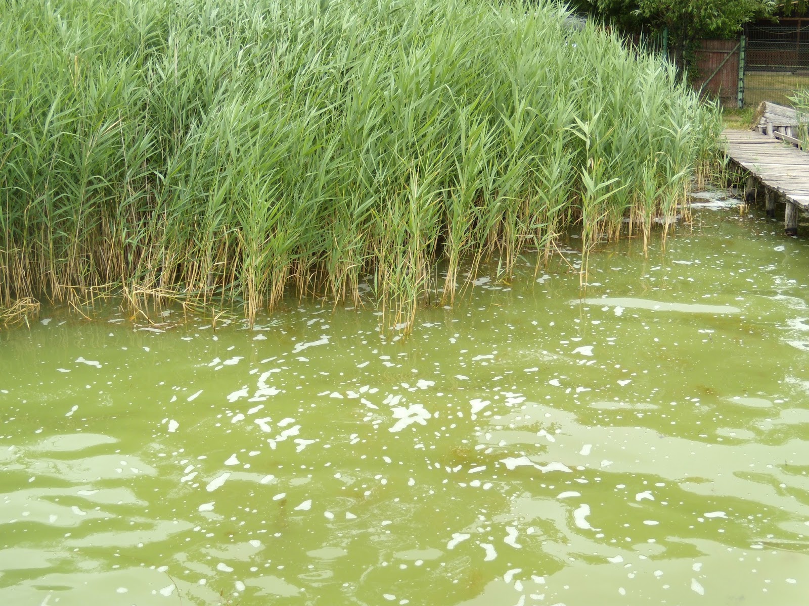 Shimano Casting Day - Lacul Geormane, Craiova 14.06.2014