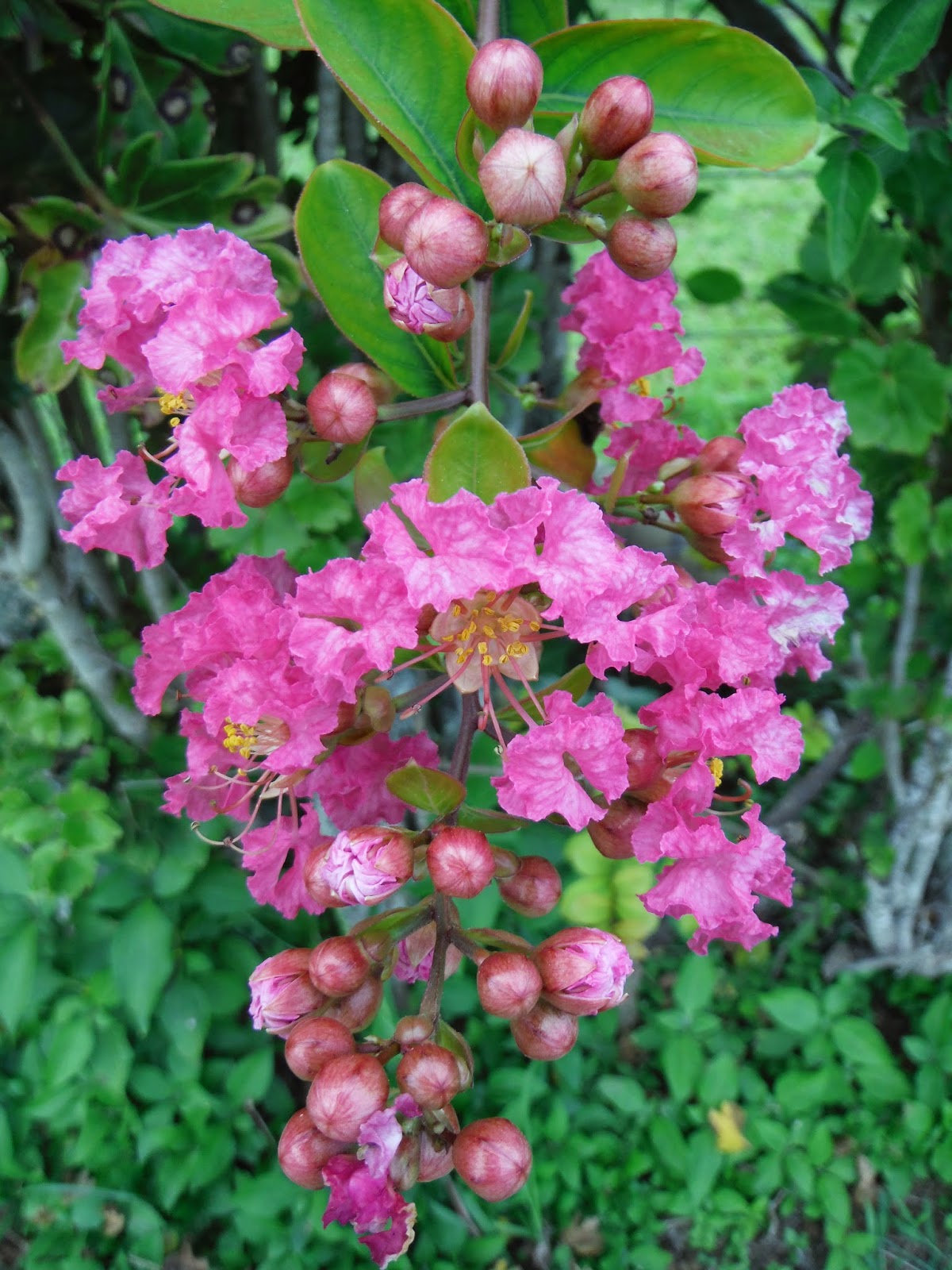 Ramirez Family: RAROTONGA, COOK ISLANDS FLORA AND FAUNA