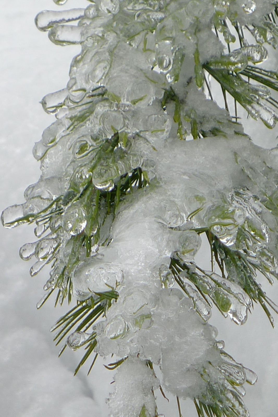 Good Life Northwest: Ice Storm Art: A Winter Garden Tour Revisited