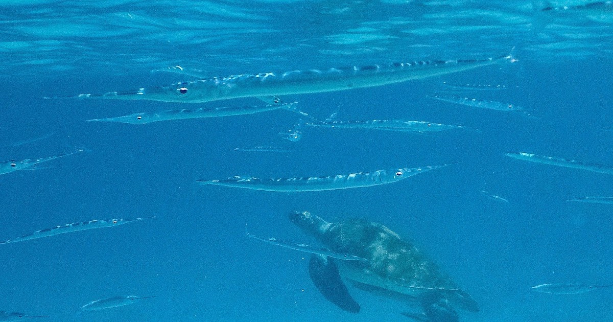 Cannundrums: Houndfish