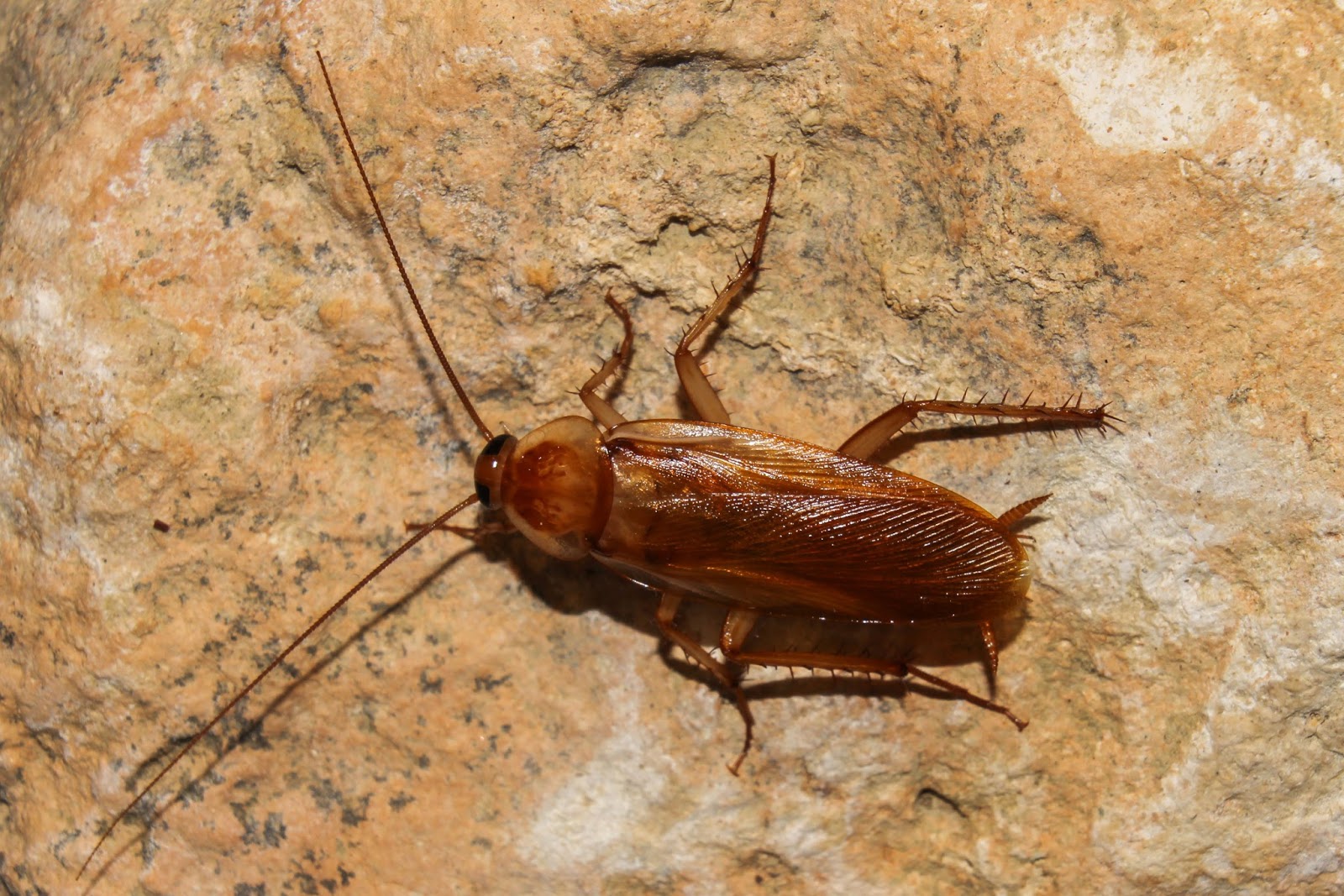 Biodiversity of Cyprus by NGO Protection of the Natural Heritage and ...