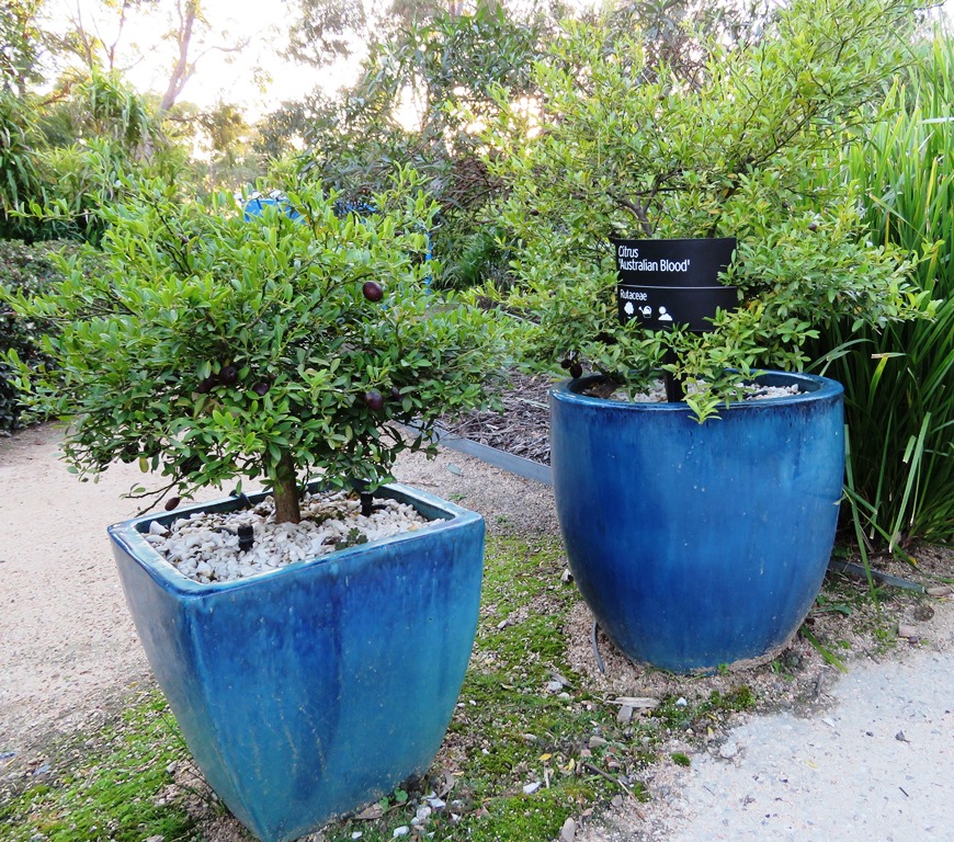 Bloody Australian citrus