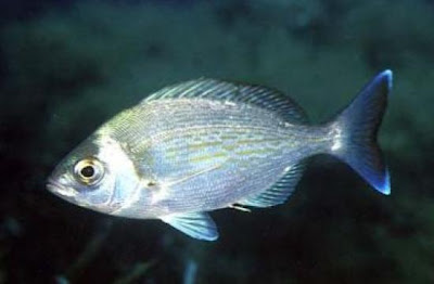 A Pesca do Jorge Santos: Choupa