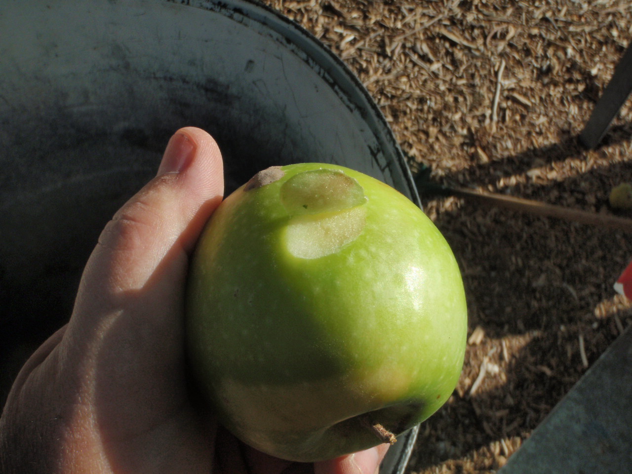 Xtremehorticulture of the Desert: Fixing Brown Spots in Pear Flesh