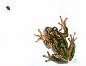 Stella Violano: Frog and Ladybug- the face-off :)