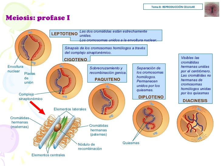 IEES JUAN RAMÓN JIMÉNEZ BIOLOGÍA 2º BACHILLERATO: IMPORTANCIA DE LA MEIOSIS