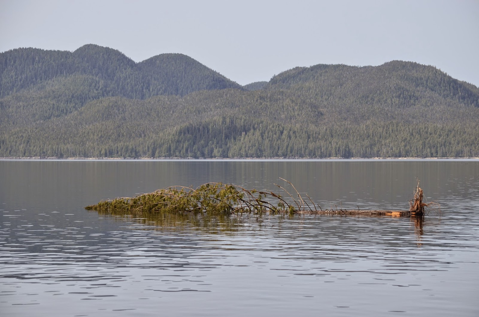 Sea Lurchin: Finlayson Channel to Bottleneck Inlet, May 12-13 , 2015