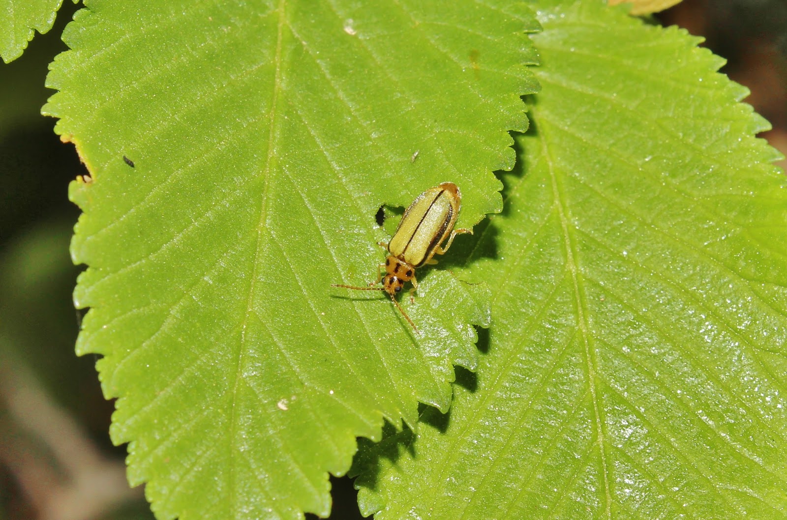 Biodiversity of Cyprus by NGO Protection of the Natural Heritage and ...