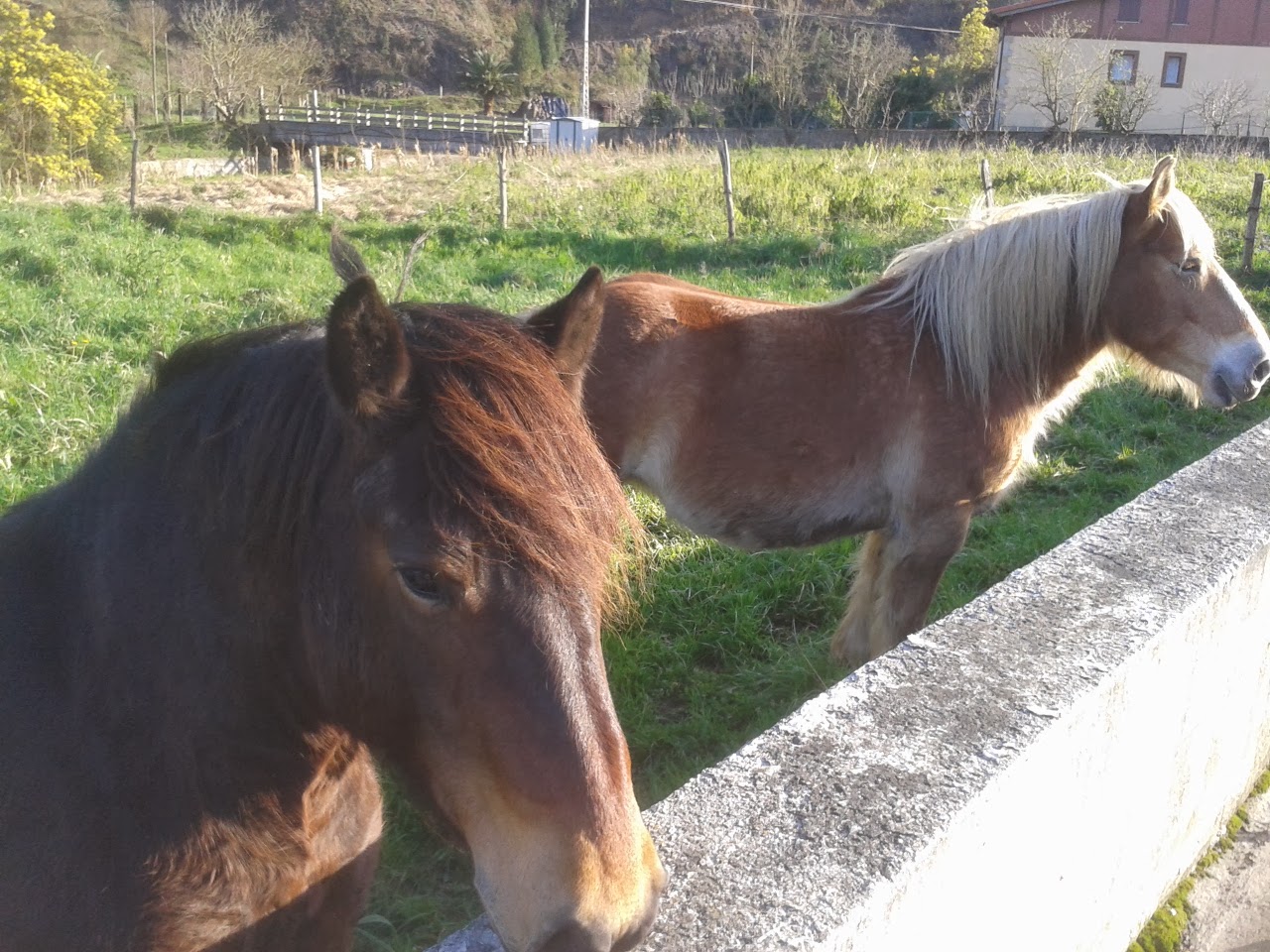 Euskal Herriko Mendiko Zaldia: 02/28/14