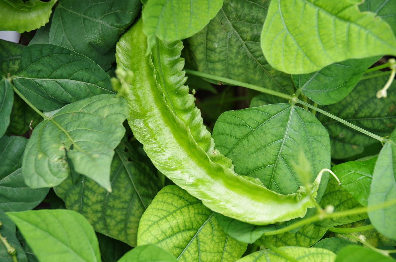 Trees and Plants: Four angled bean