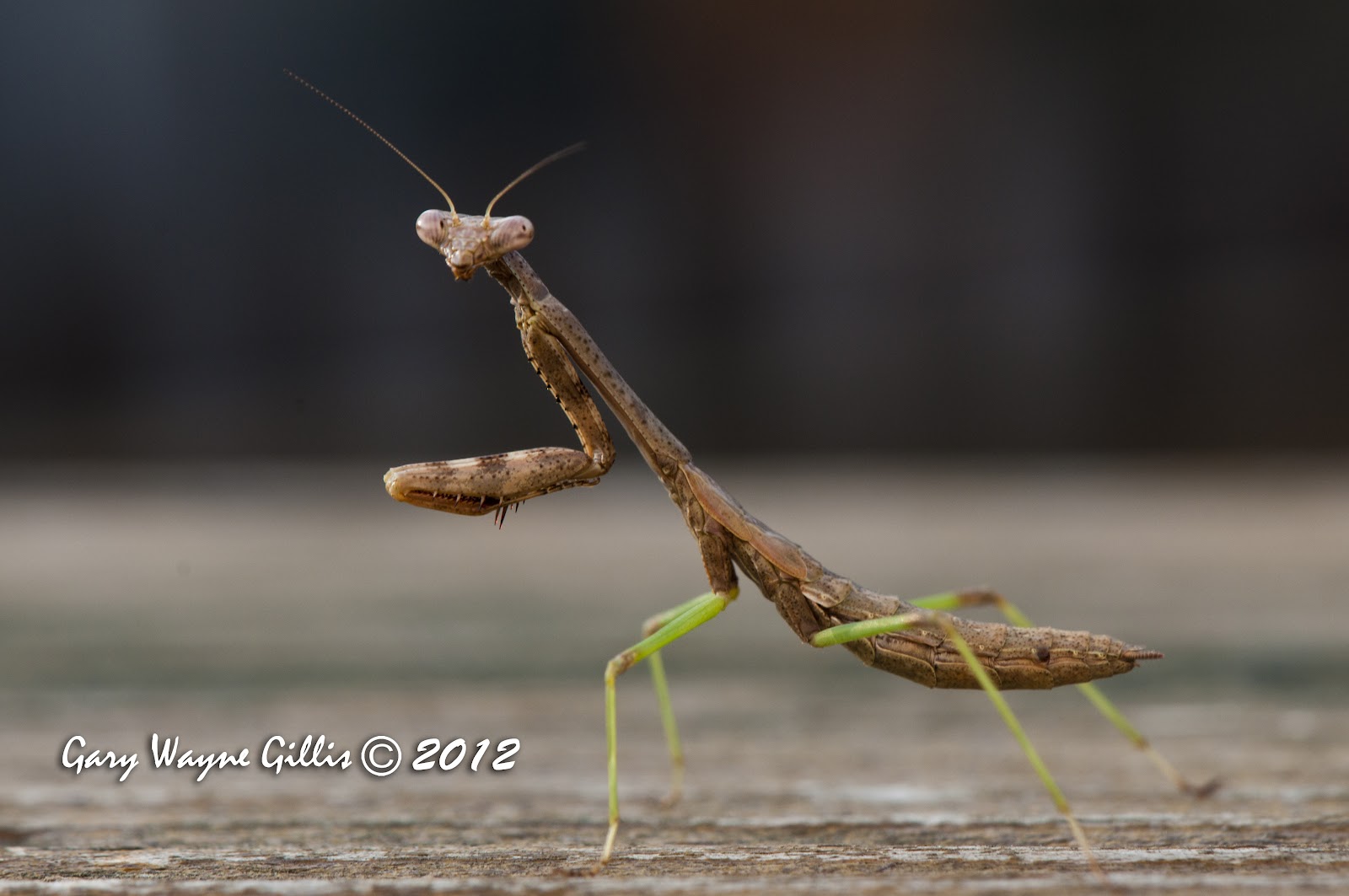 The Nikon Family: Praying Mantis