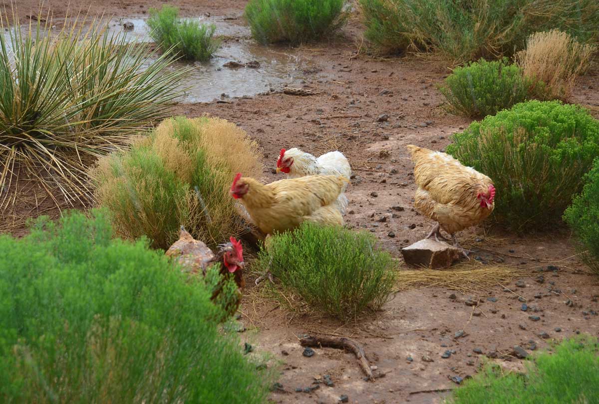 The 7MSN Ranch: Chickens in the rain