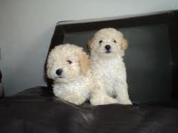 the dogs: LOS FRESH POODLE