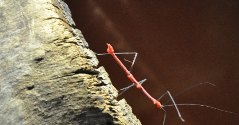 ZOOTOGRAFIANDO (6.096 ANIMALS): INSECTO PALO PERUANO / PERUVIAN STICK ...
