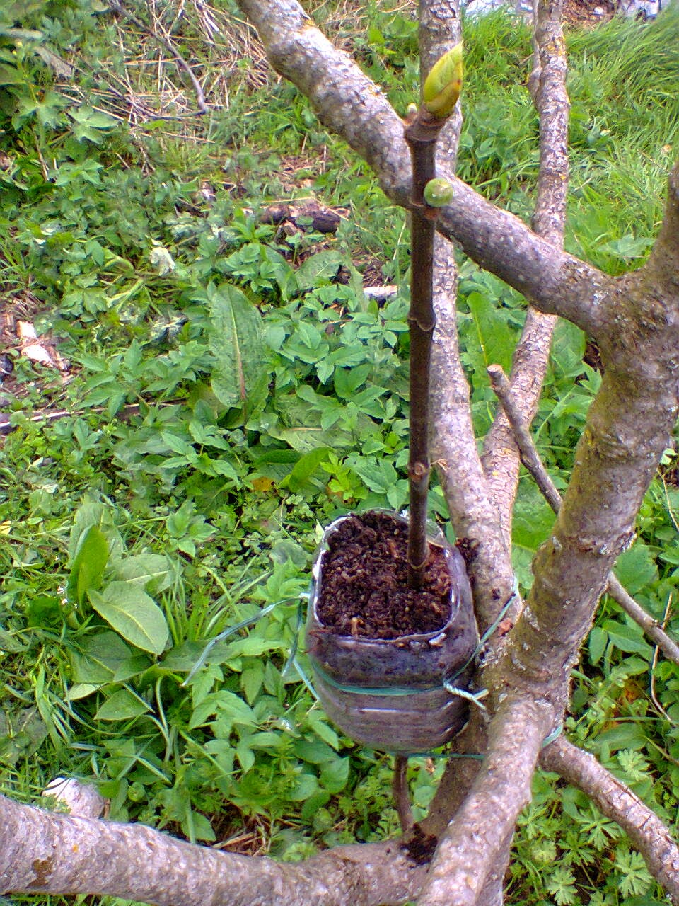 agriculturando: margotta di fico