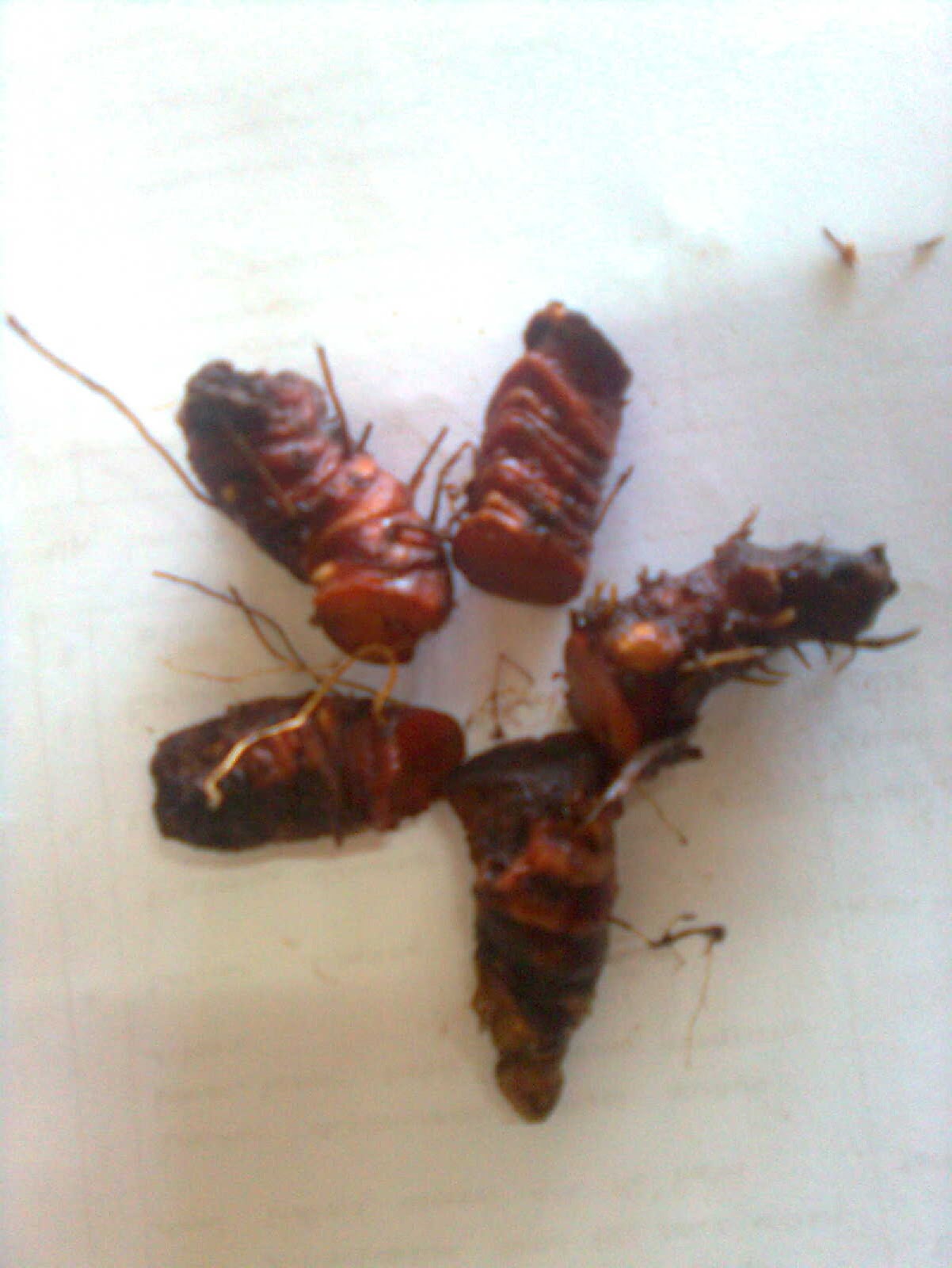 JERINGAU MERAH DAN POTENSINYA - Hadi Kurniawan