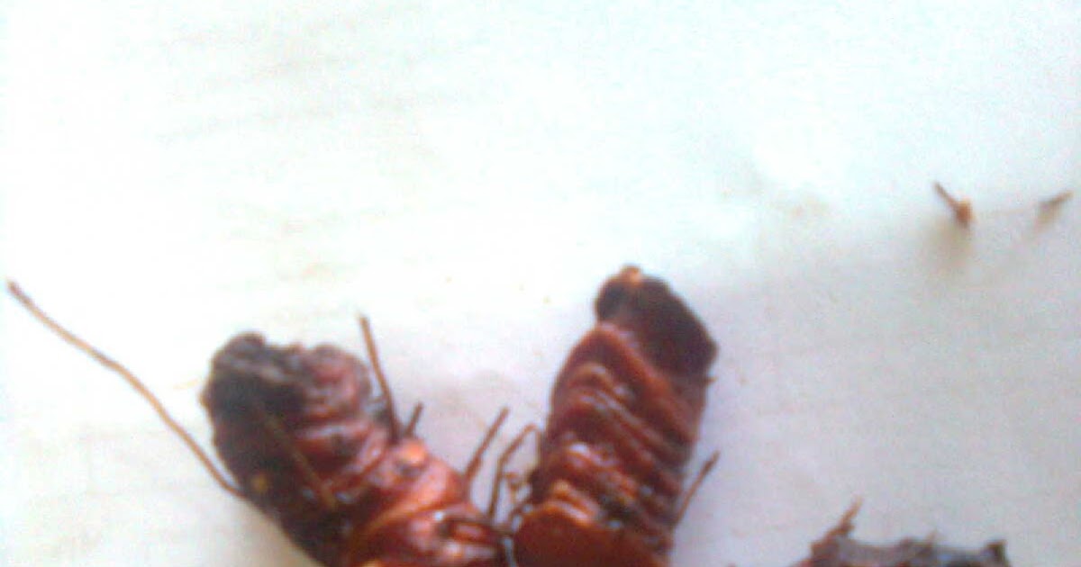 Hadi Kurniawan: JERINGAU MERAH DAN POTENSINYA