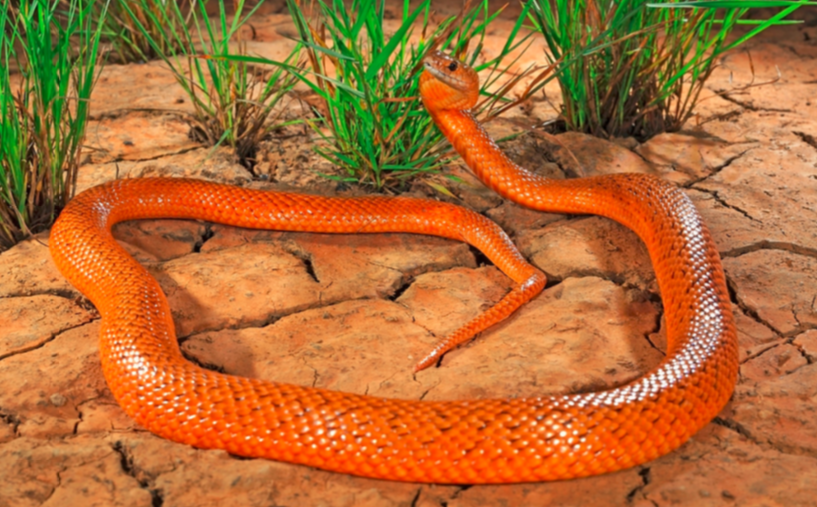 LA ANIMALOPEDIA: PSEUDONAJA GUTTATA