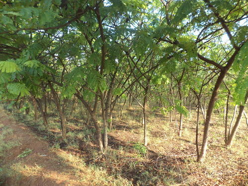 PERIYAR spice and ayurvedic garden: Pathimugam