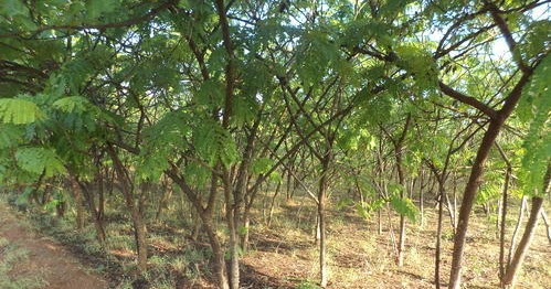 PERIYAR spice and ayurvedic garden: Pathimugam