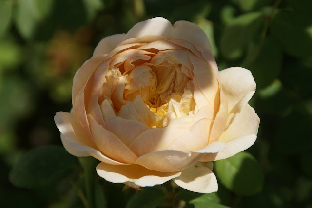 Organic Garden Dreams: July Roses