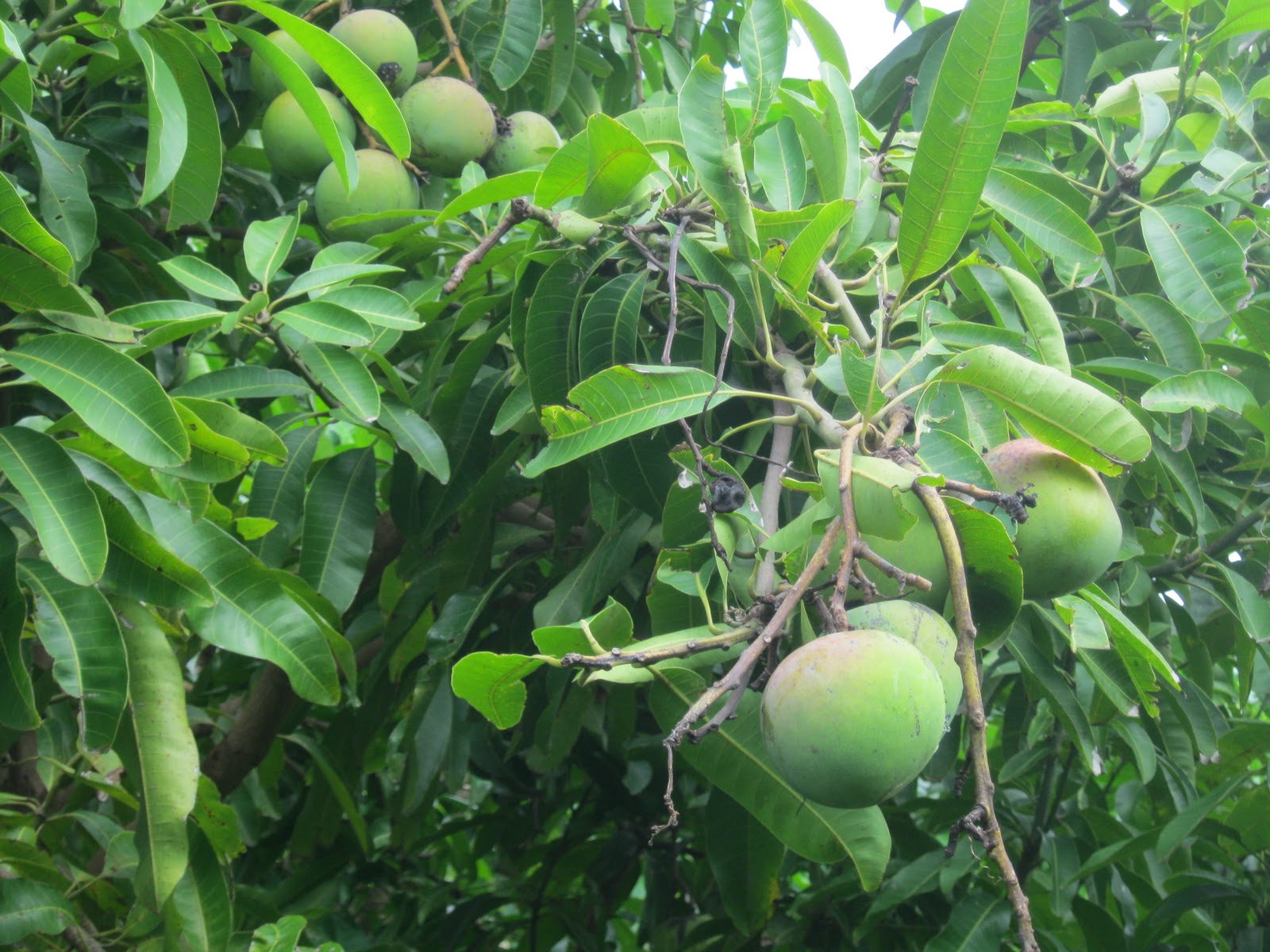 Two for Tonga: Mango Mania