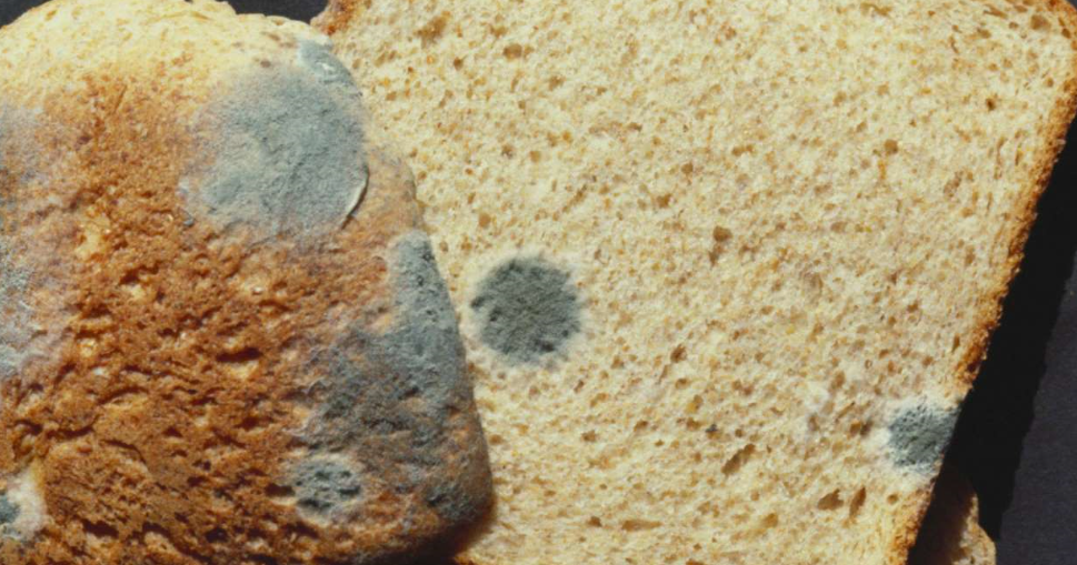 The Phytophactor: Technically how expert is that? Bread mold edition