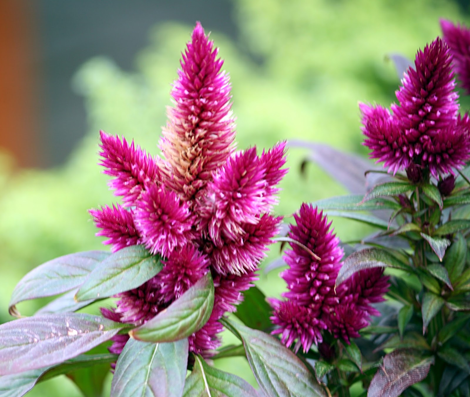 Tanaman Obat Bayam Kucing (Celosia argentea) | Catatan Octa