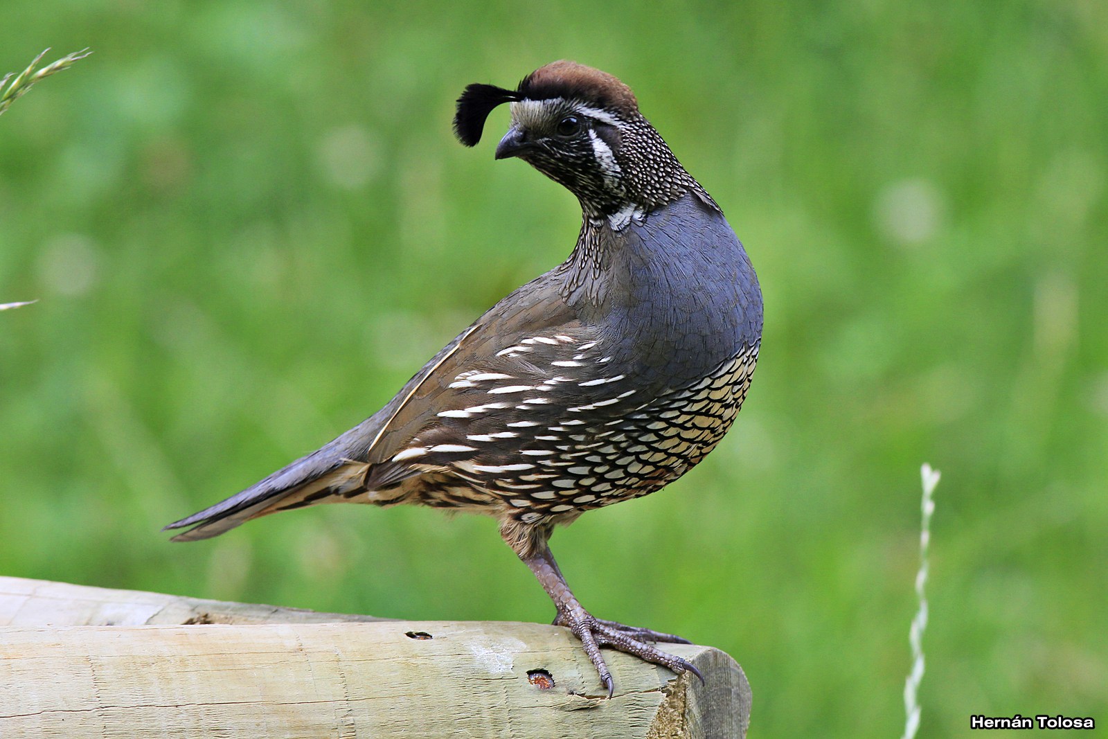Patagonia: Familia de codornices