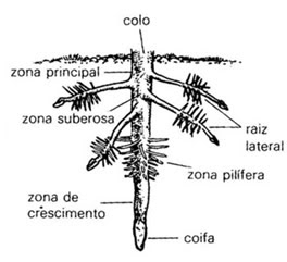Evoluindo: RAIZ: partes e suas funções
