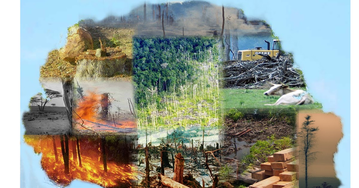 Pursuit To Happiness: STOP deforestation!