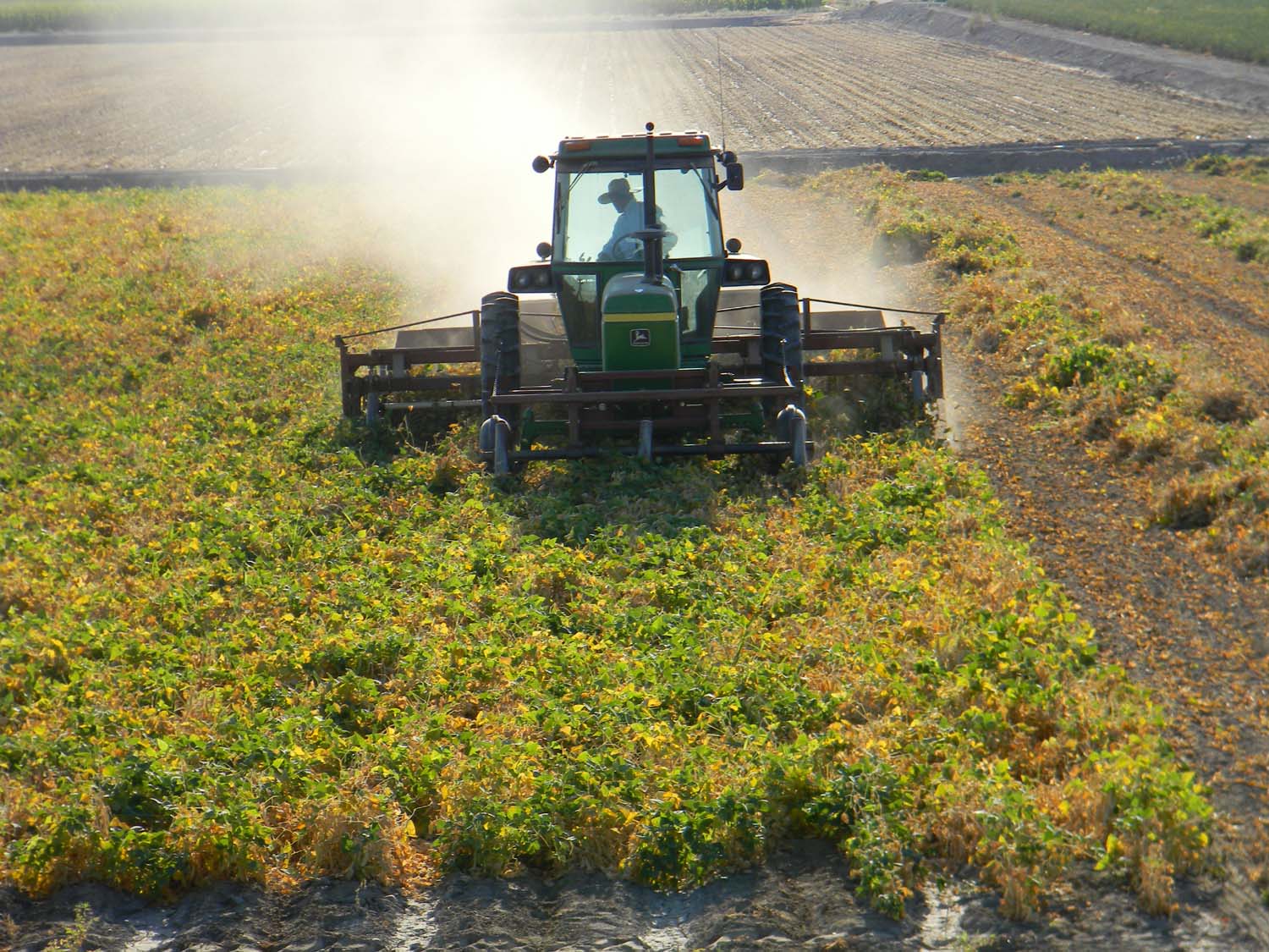 Owyhee Agriculture: Cutting Beans