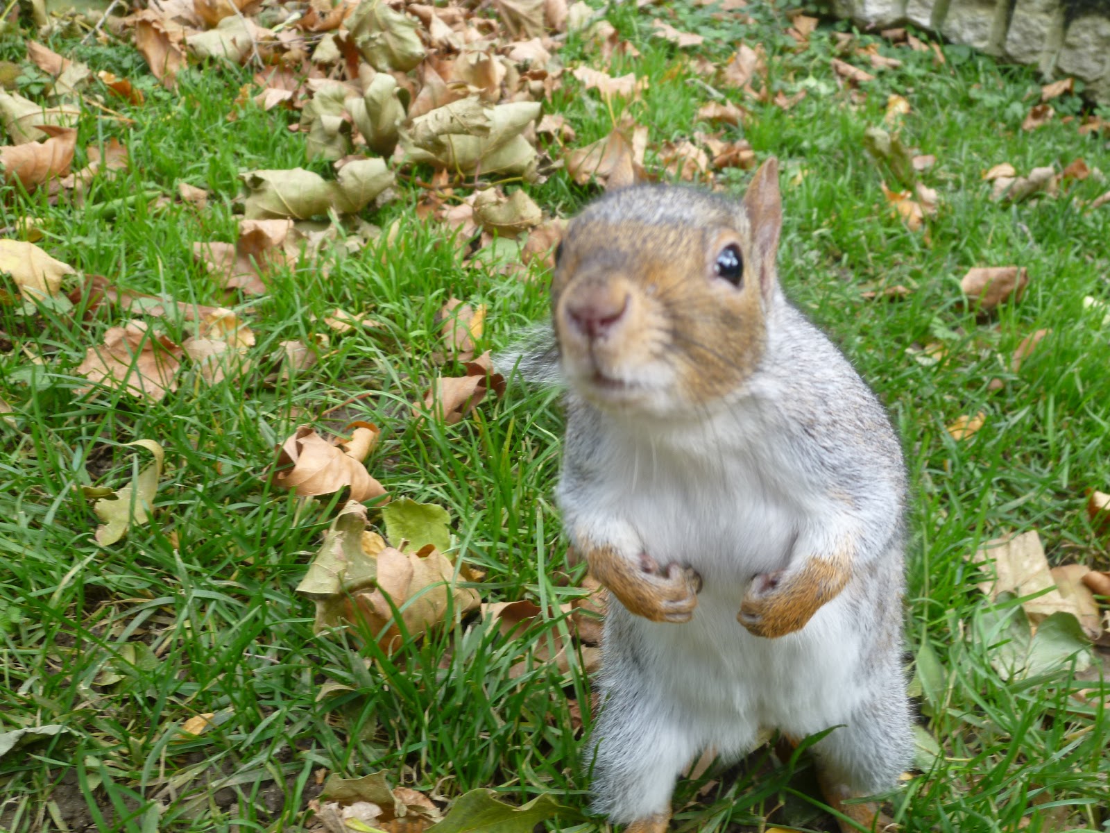 drevored: Veverice (od Kalca do Černica)