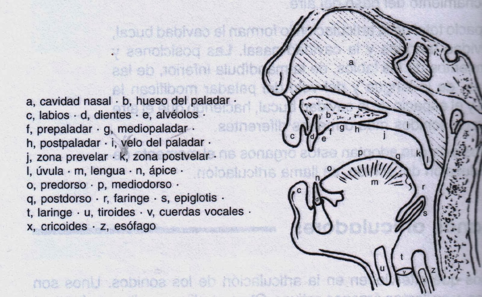 Fonetica y fonologia: FONEMAS CONSONANTICOS